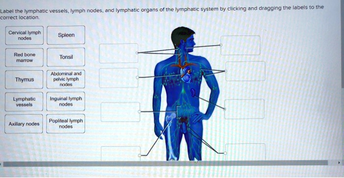 Label the lymphatic vessels, lymph nodes, and lymphatic organs of the ...