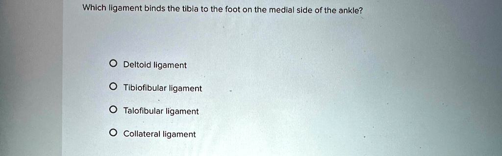 Which ligament binds the tibia to the foot on the medial side of the ...