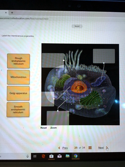 SOLVED: Label the membranous organelles: - Rough endoplasmic reticulum ...