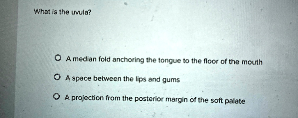 what is the uvula a median fold anchoring the tongue to the floor of ...