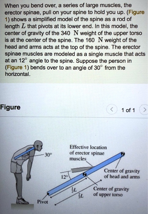 When you bend over, a series of large muscles, the erector spinae, pull ...