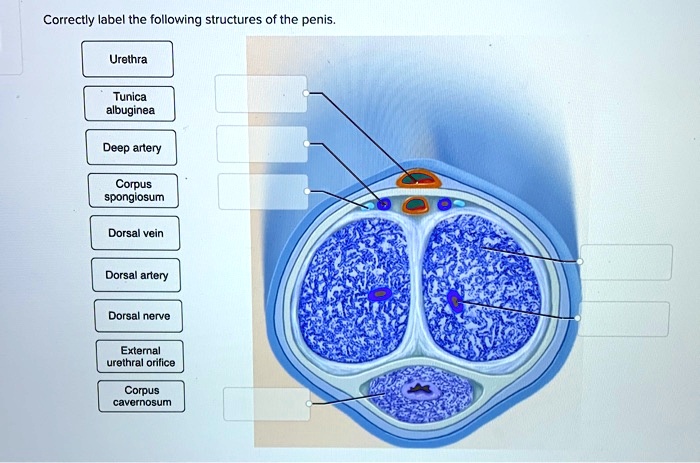 SOLVED: Correctly label the following structures of the penis: - Urethra - Tunica albuginea ...