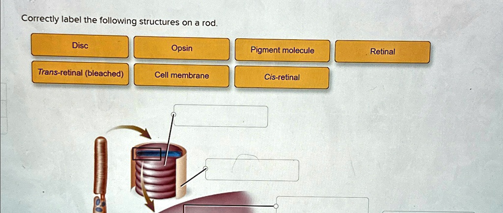 Correctly label the following structures on a rod. Disc Opsin Pigment ...