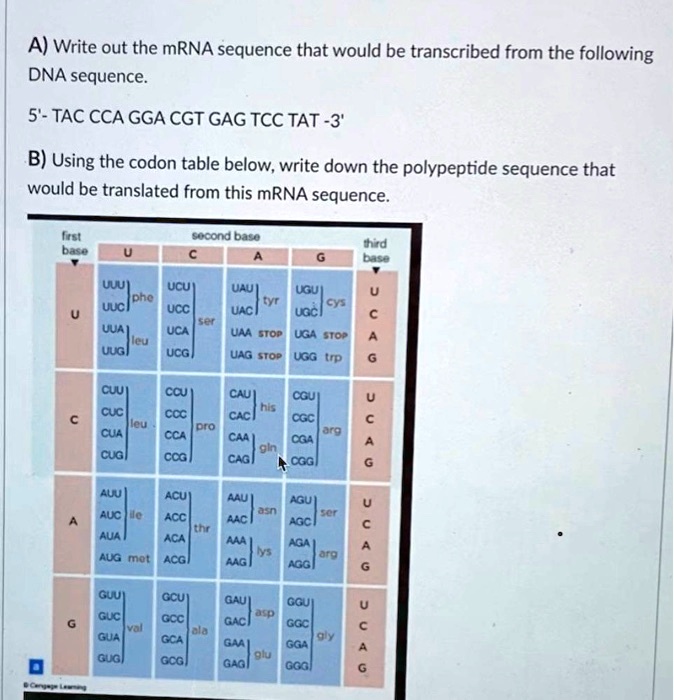 SOLVED: A) Write out the mRNA sequence that would be transcribed from the following DNA sequence ...