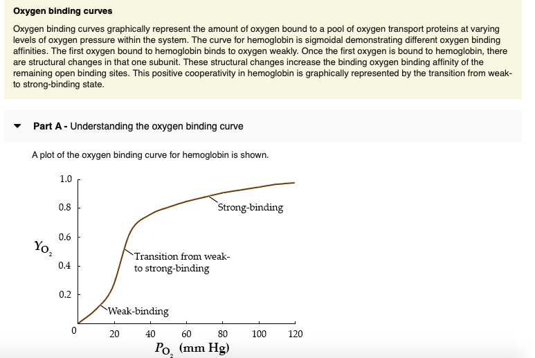 Solved Oxygen Binding Curves Oxygen Binding Curves Graphically Represent The Amount Of Oxygen