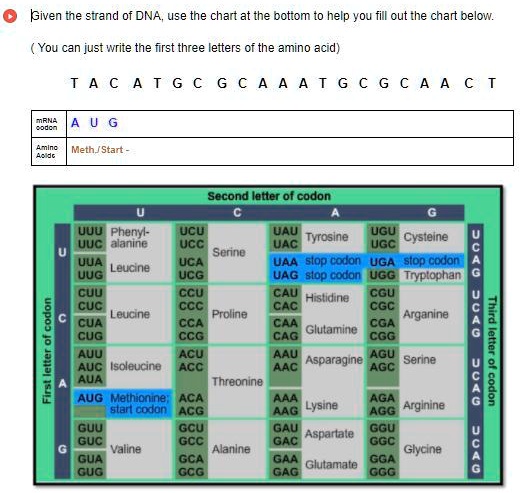 Given the strand of DNA, use the chart at the bottom to help you fill ...