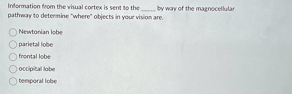 information from the visual cortex is sent to the by way of the ...