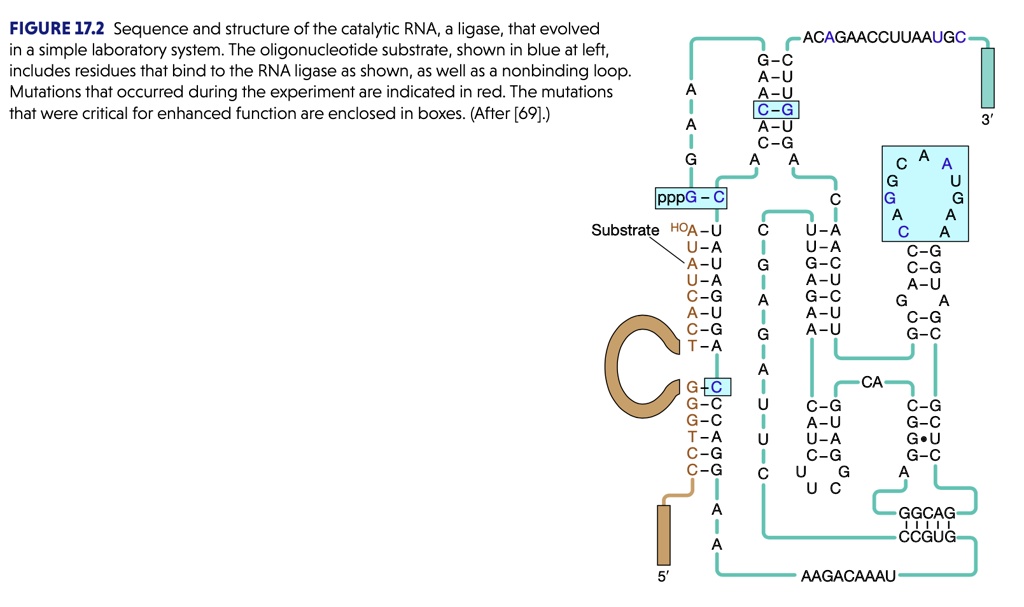 SOLVED:FIGURE 17.2 Sequence and structure of the catalytic RNA, ligase ...