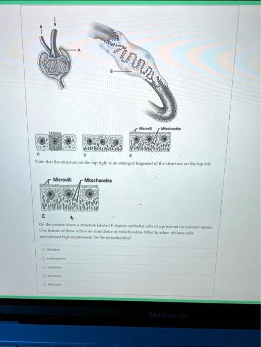 A Microvil Mitochondria C D E Note that the structure on the top right ...