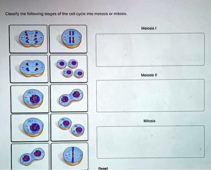 SOLVED: Classlfy the followlng stages of the cell cycle into meiosis or ...