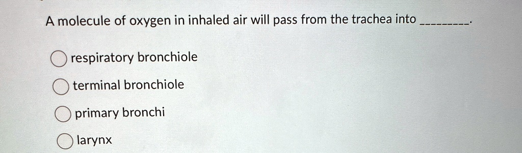 A molecule of oxygen in inhaled air will pass from the trachea into ...