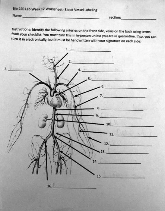 Bio 220 Lab Week 12 Worksheet - Blood Vessel Labeling Name: Section ...