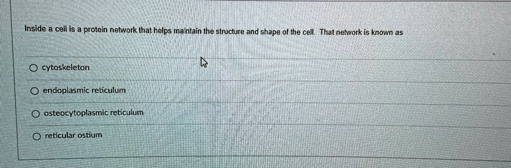 inside a cell is a protein network that helps maintain the structure ...