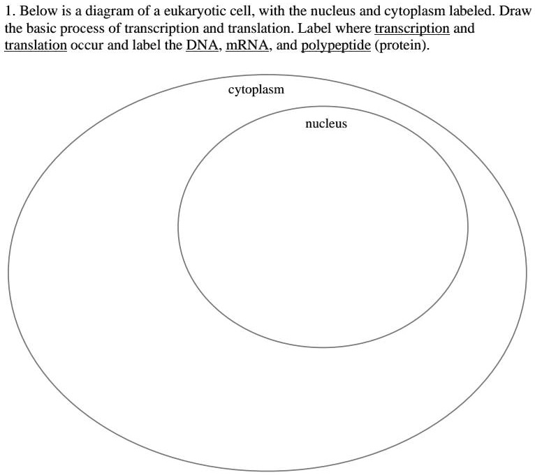 1. Below is a diagram of a eukaryotic cell, with the nucleus...