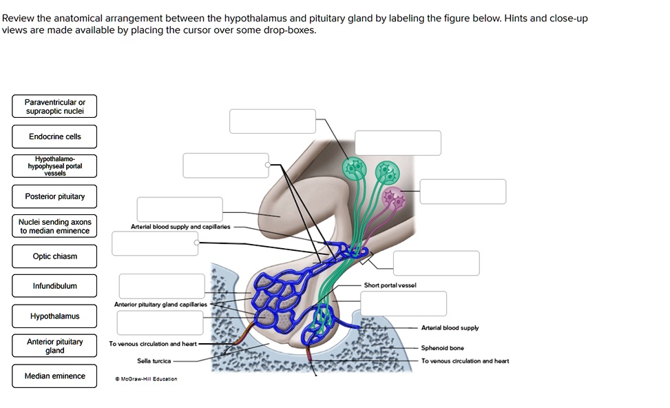 Review the anatomical arrangement between the hypothalamus and ...