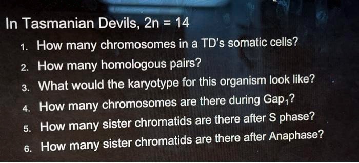 SOLVED: In Tasmanian Devils, 2n = 14 How many chromosomes in a TD's ...