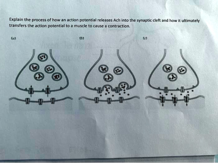 SOLVED: Explain the process of how an action potential releases Ach ...