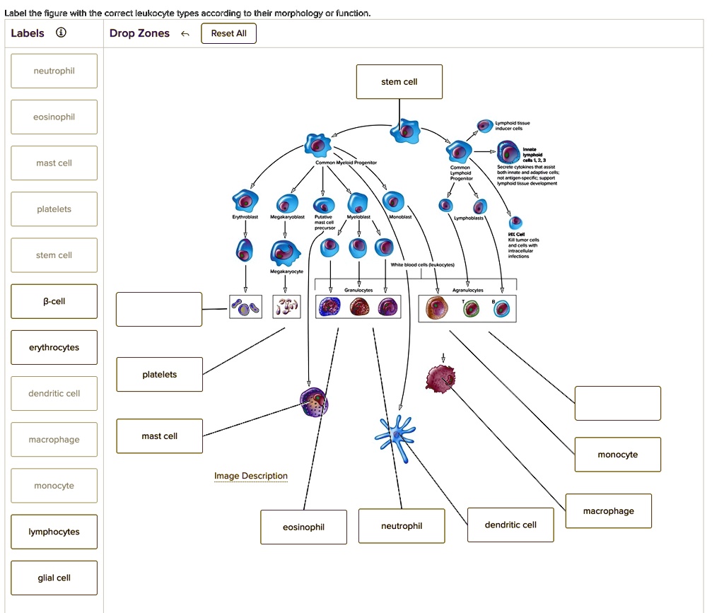 Label the figure with the correct leukocyte types according to their ...