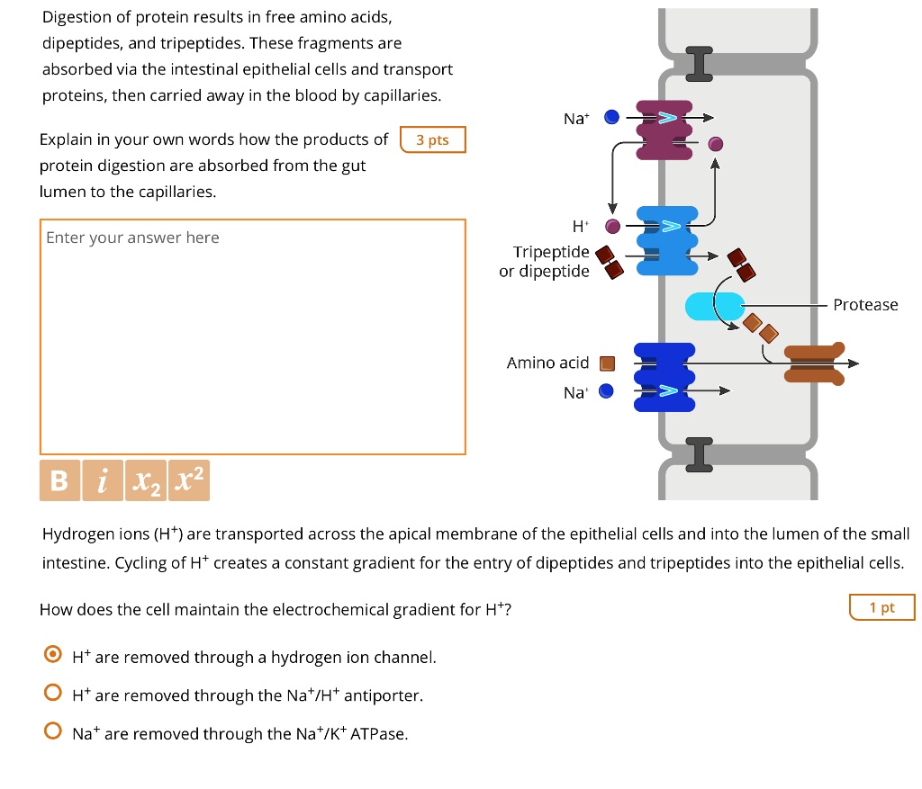both question please digestion of protein results in free amino acids ...