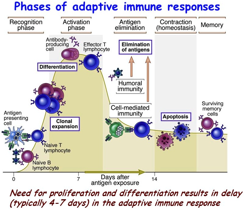 SOLVED: Phases of adaptive immune responses Recognition Activation ... SOLVED: Phases of adaptive immune responses Recognition Activation ...