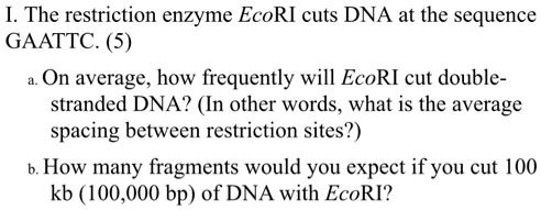 SOLVED: I. The restriction enzyme EcoRI cuts DNA at the sequence GAATTC ...