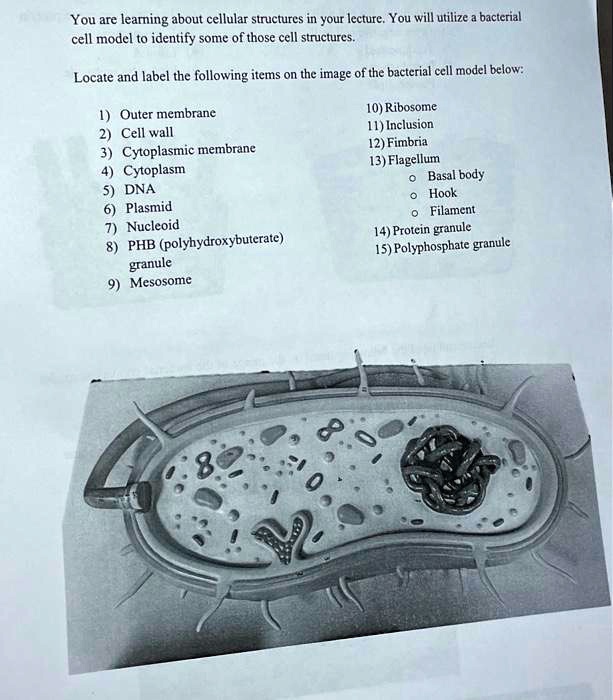 SOLVED: Locate and label the following items using the list below to ...
