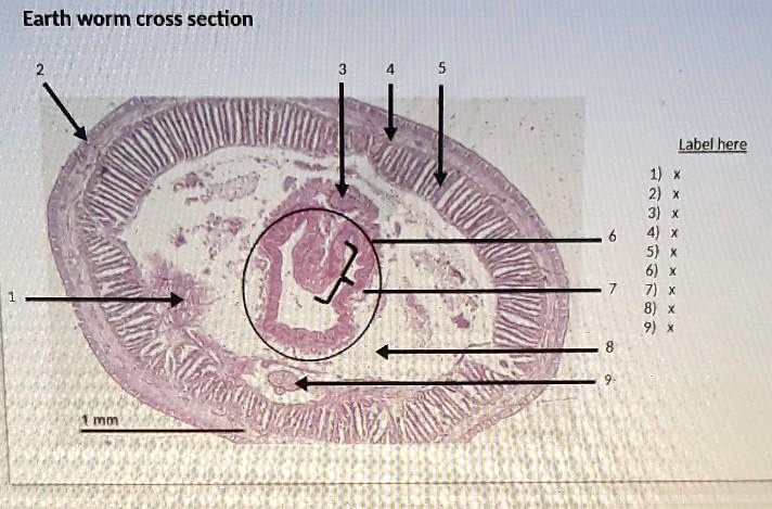SOLVED: Earth worm cross section Label here 1