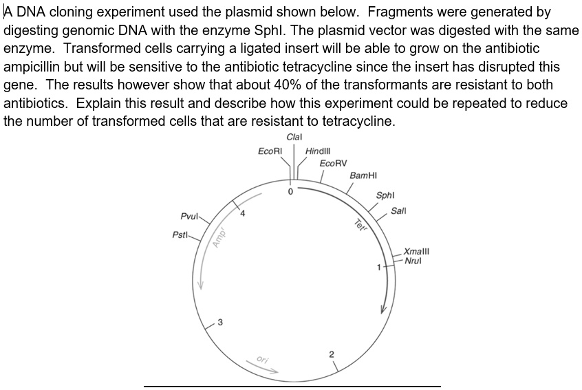 SOLVED: A DNA cloning experiment used the plasmid shown below: Fragments were generated by ...