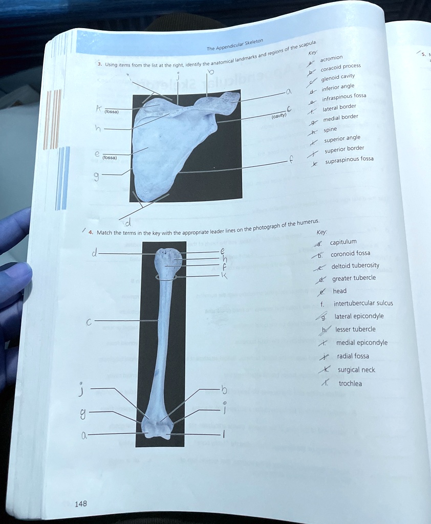 the appendicular skeleton 3 using items from the list at the right ...