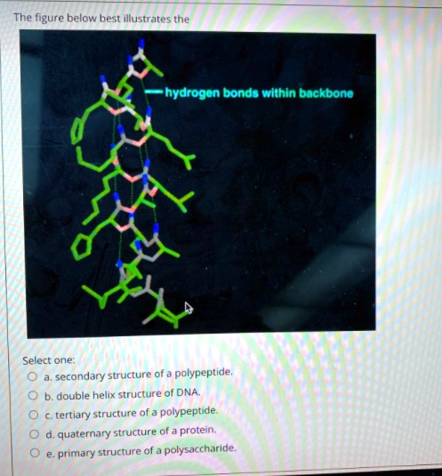 the figure below best illustrates the hydrogen bonds within backbone ...