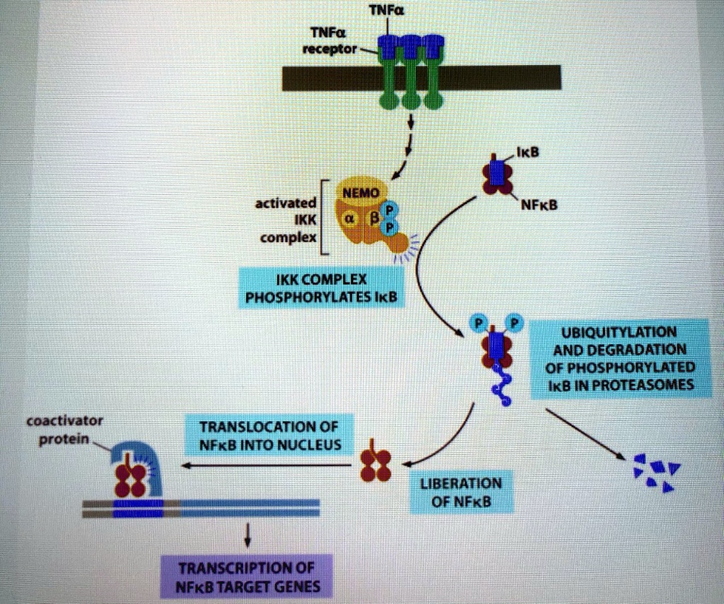 SOLVED: TNFa TNFa Freceptor IkB NEMO activated IKK complex NFKB IKK ...