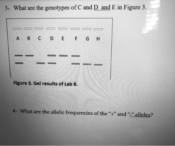 3- What are the genotypes of C and D and E in Figure 3. ABCDE F G H ...