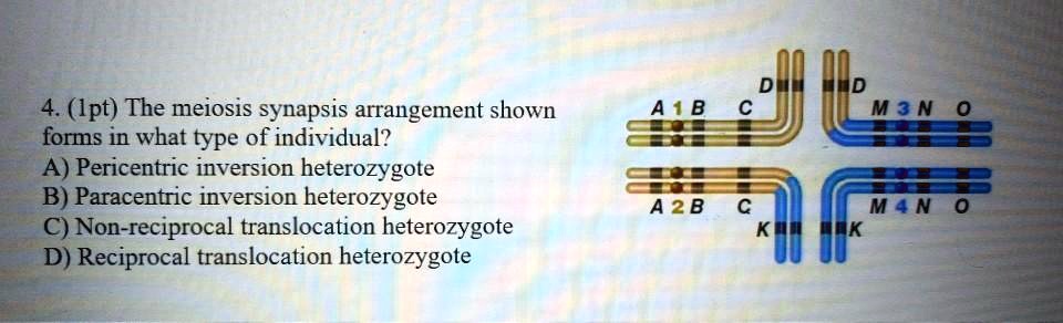SOLVED: 4. (Ipt) The meiosis synapsis arrangement shown forms in what ...