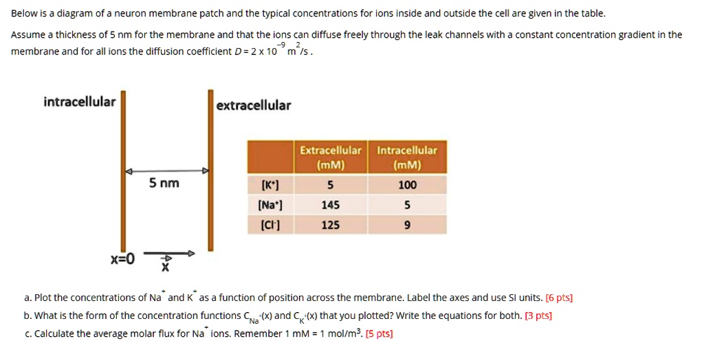 below is diagram of neuron membrane patch and the typical concentrations for ions inside and ...