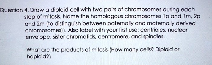 SOLVED: Question 4. Draw @ diploid cell with two pairs of chromosomes ...