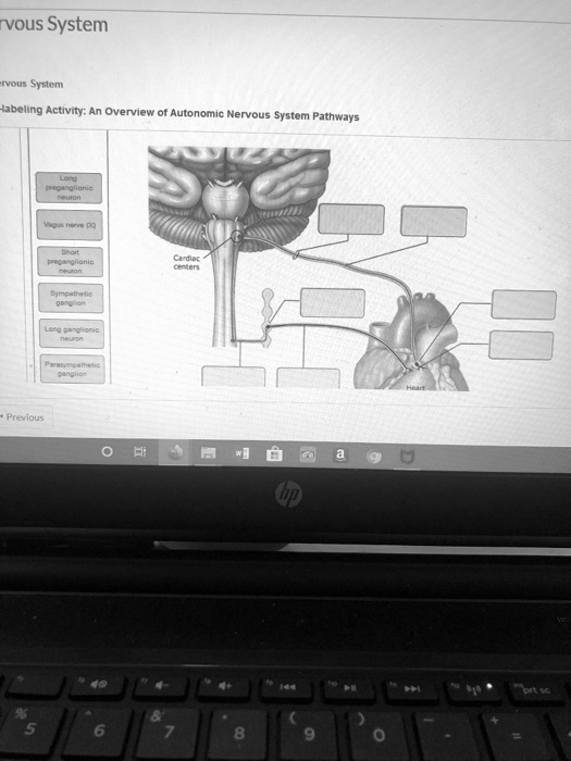 SOLVED: Nervous System Nervous System labeling Activity: An Overview of ...