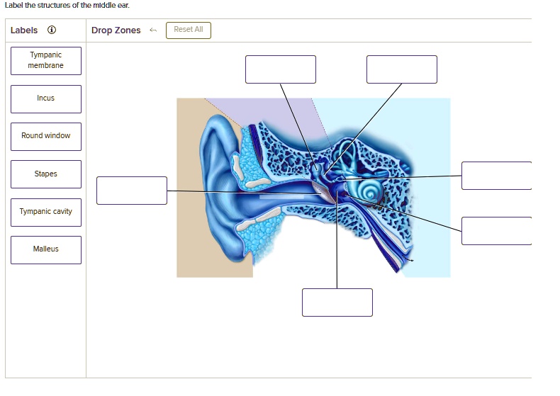 Label the structures of the middle ear. Labels Drop Zones Reset All ...