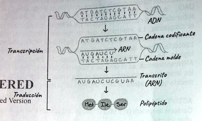 SOLVED: 5. Interpretemos el gráfico: a. ¿Cuál es la primera hebra de ...