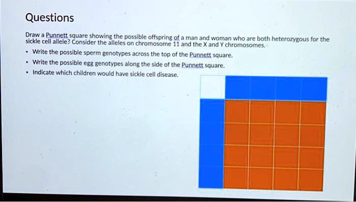 questions draw punnett square showing the possible offspring of sickle ...