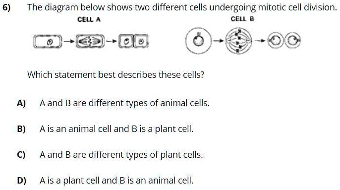 SOLVED: The diagram below shows two different cells undergoing mitotic cell division. Which ...