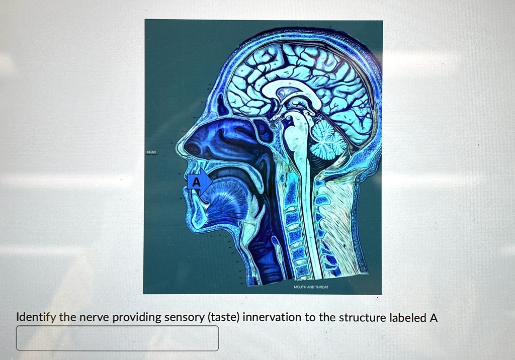 Identify the nerve providing sensory (taste) innervation to the structure labeled A Identify the ...