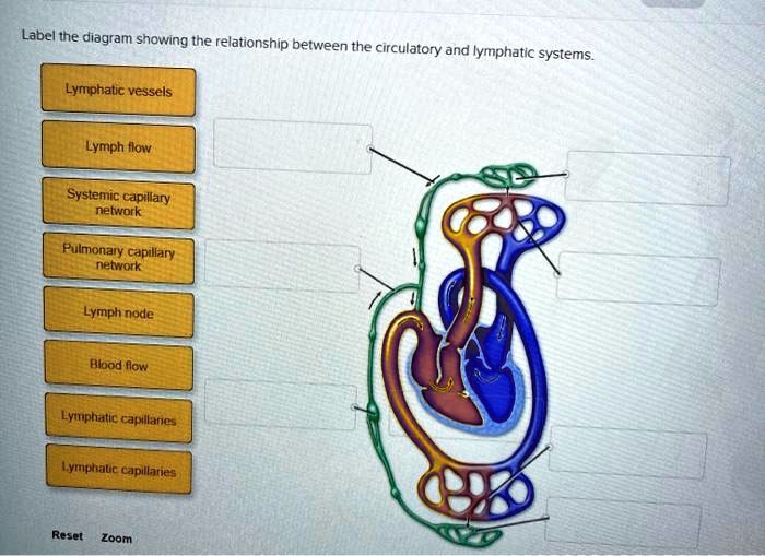 SOLVED: Label the diagram showing the relationship between the ...