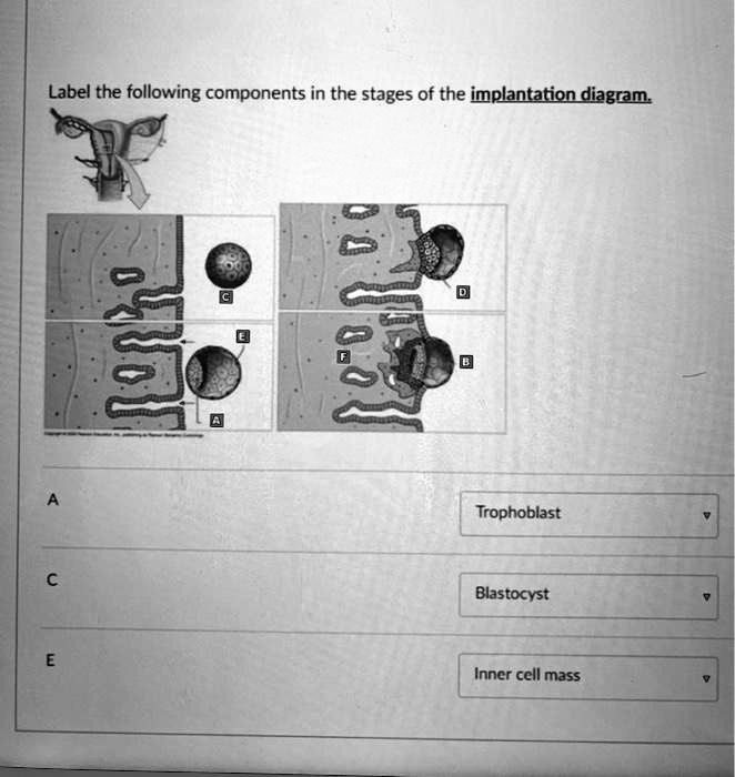 SOLVED: Label the following components in the stages of the ...