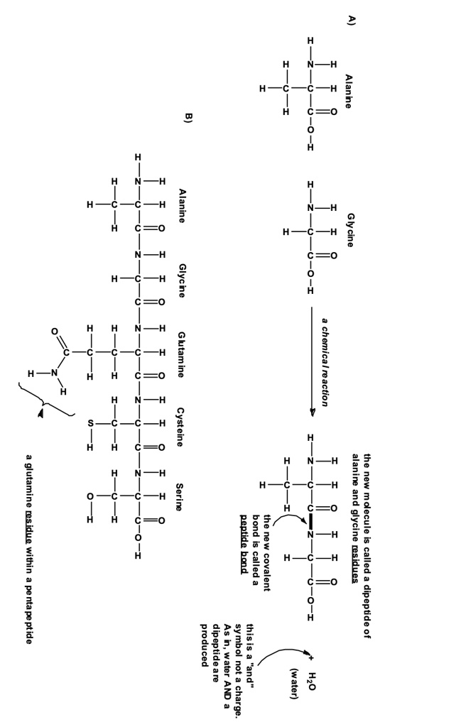 SOLVED: "In Figure 5.3A, to make a peptide bond, between alanine and ...