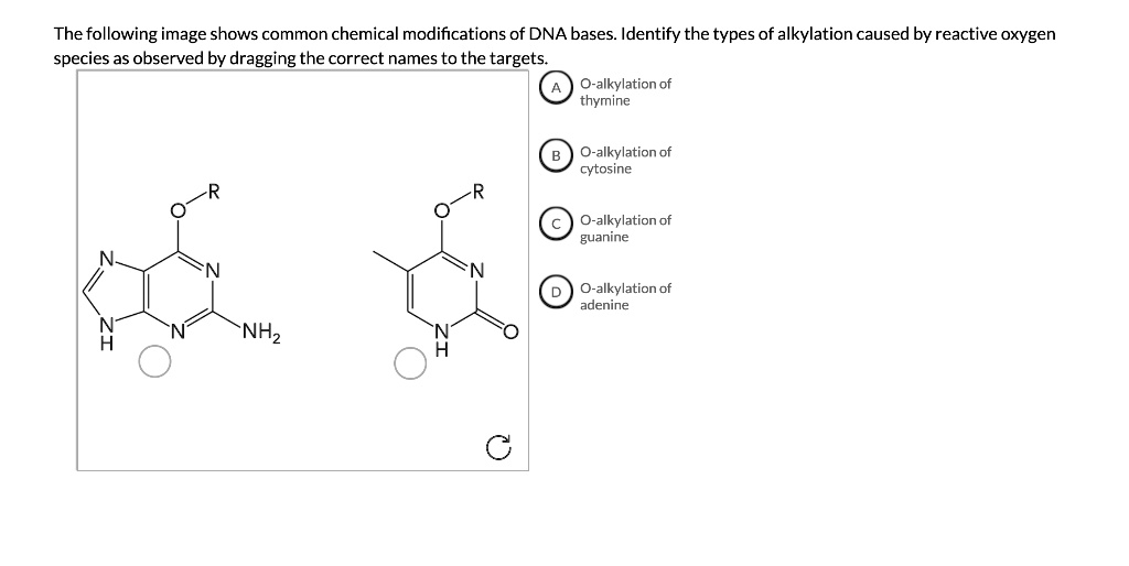 SOLVED: The following image shows common chemical modifications of DNA ...