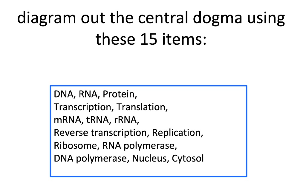 SOLVED: diagram out the central dogma using these 15 items: DNA, RNA ...