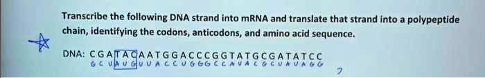 SOLVED: Transcribe the following DNA strand into mRNA and translate that strand into a ...