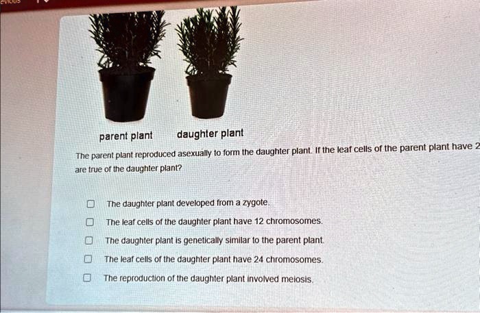 parent plant daughter plant The parent plant reproduced asexually to ...