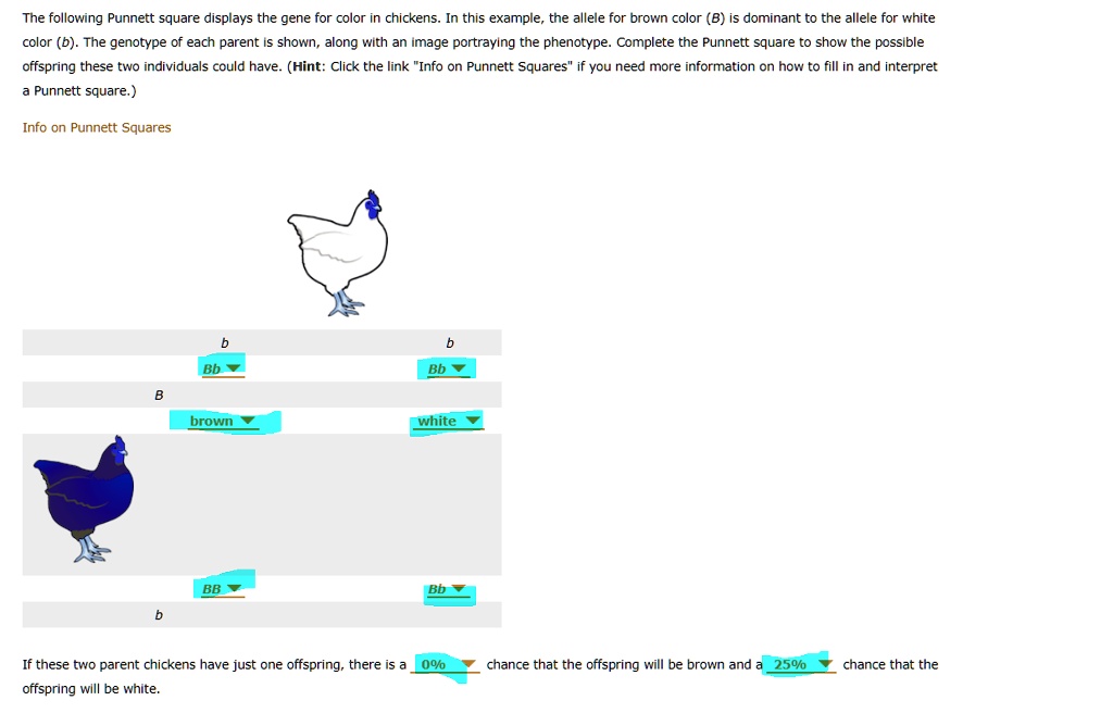 the following punnett square displays the gene for color in chickens in ...