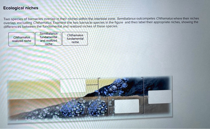 Ecological niches Two species of barnacles overlap in their niches ...